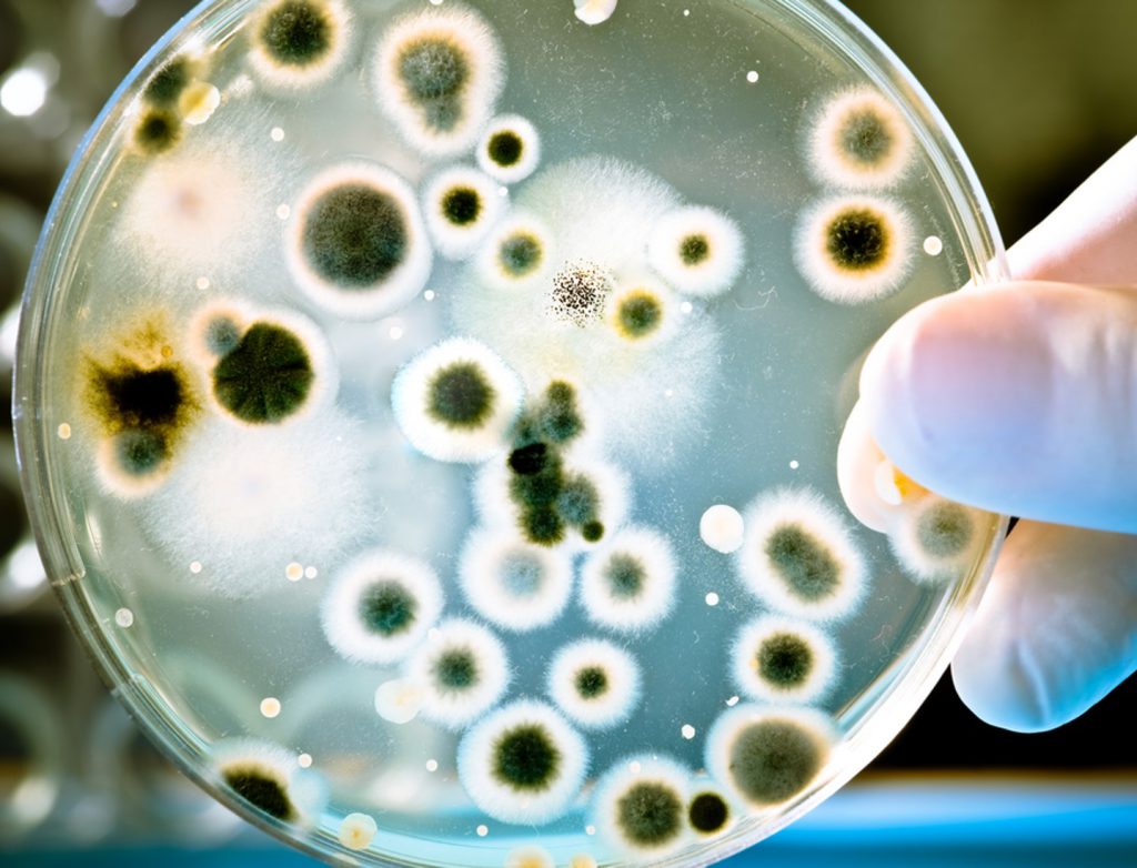 Control Microbiológico Ambiental de Superficies y Aire en Industrias de ...